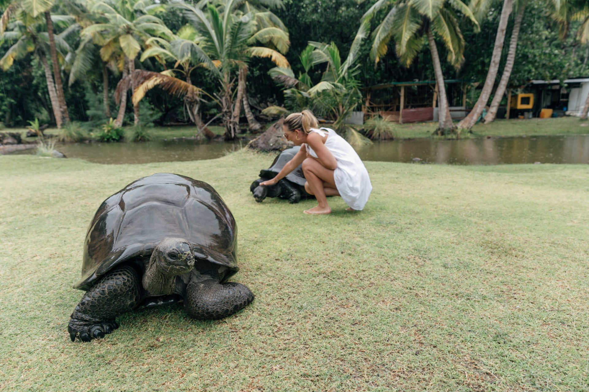 Curieuse Island and its giant tortoises - This Island Life